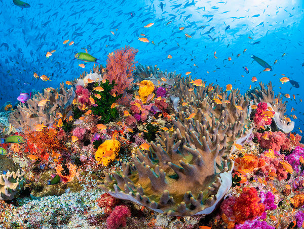 G-Sparkle - Doherty Photography