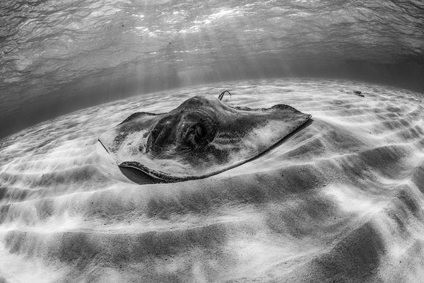 Z-Series Ray Ray - Doherty Photography