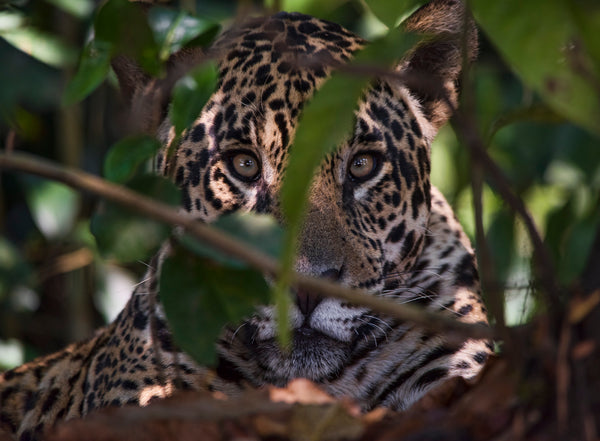 Focus - Doherty Photography