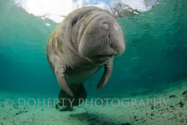 "Hugs" Manatee Crystal River Florida - Doherty Photography