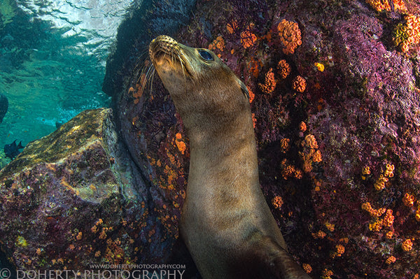 Lady - Doherty Photography