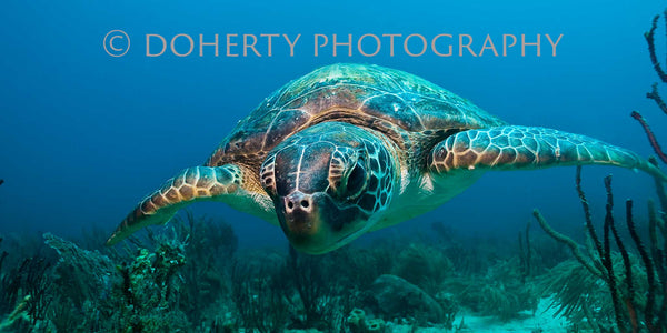 Squirt Green Sea Turtle Breaker's Reef Palm Beach - Doherty Photography