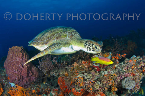 Products - Doherty Photography