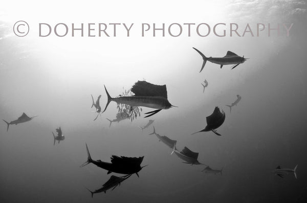 Atlantic Sailfish - Isla Mujeres, Mexico - Underwater Nature Photograph ...