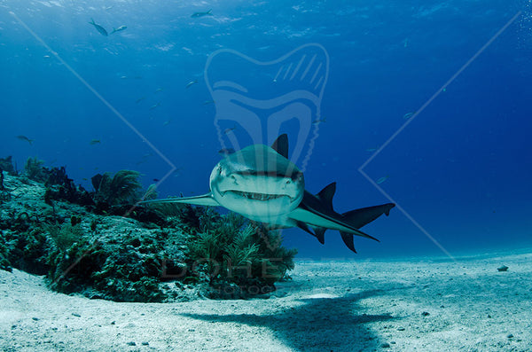 "Smile" Lemon Shark Grand Bahama - Doherty Photography